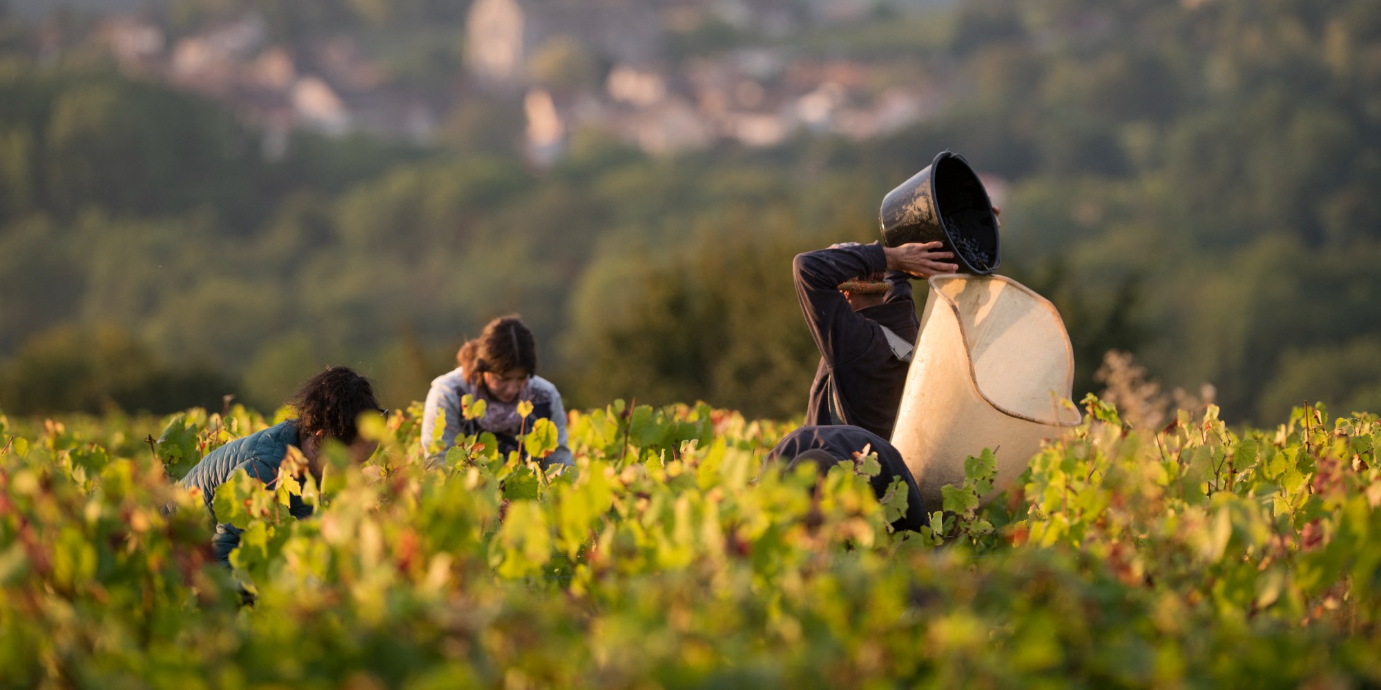 Alcool, prix, localisation : voici à quoi ressembleront les vins de demain