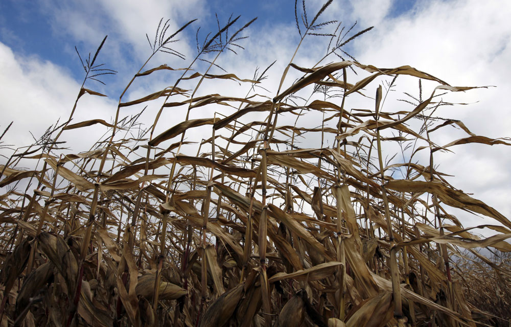 La France, grenier à blé de l'Europe