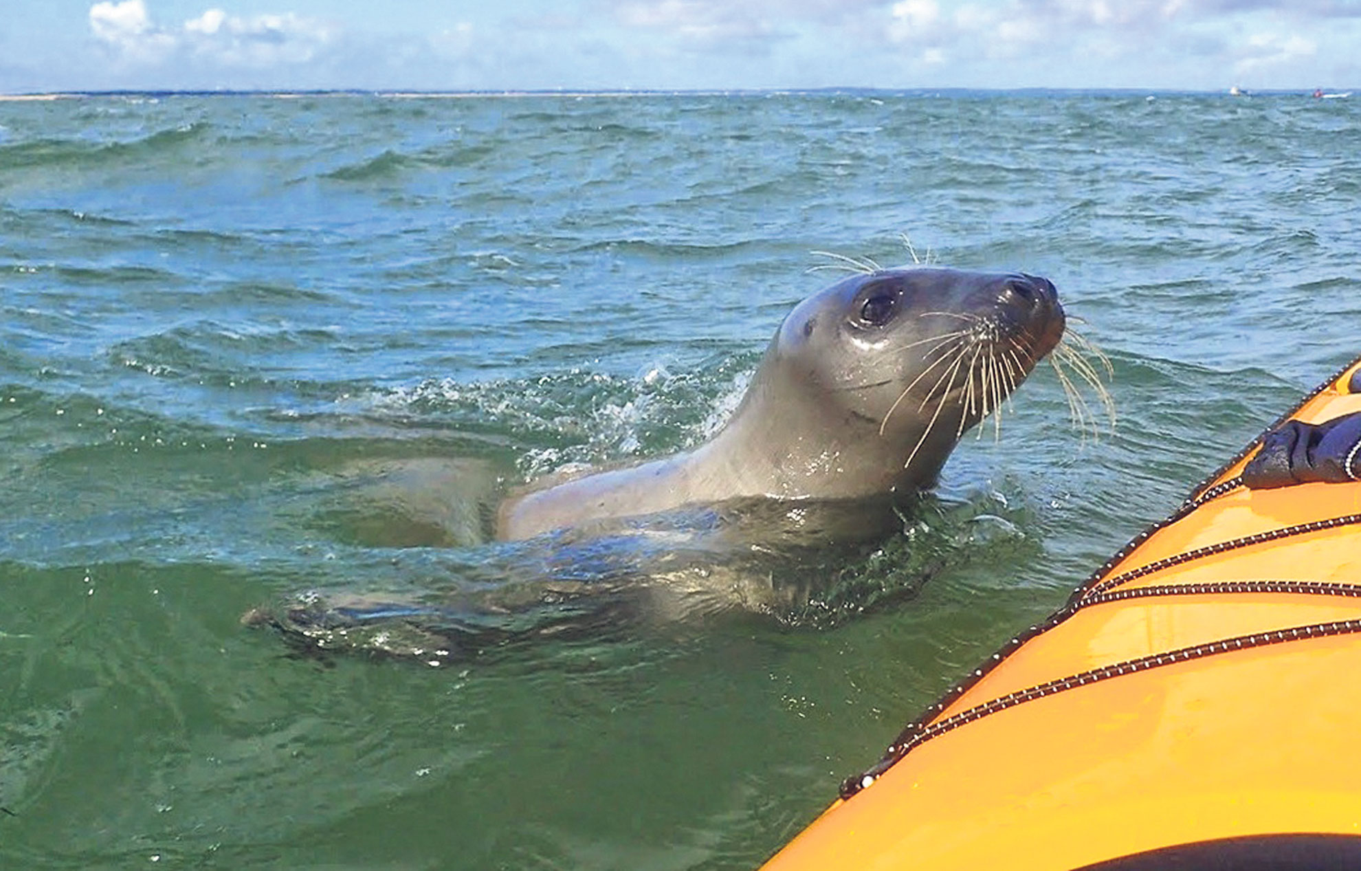 Arcachon : le retour de You, le phoque qui rend fou