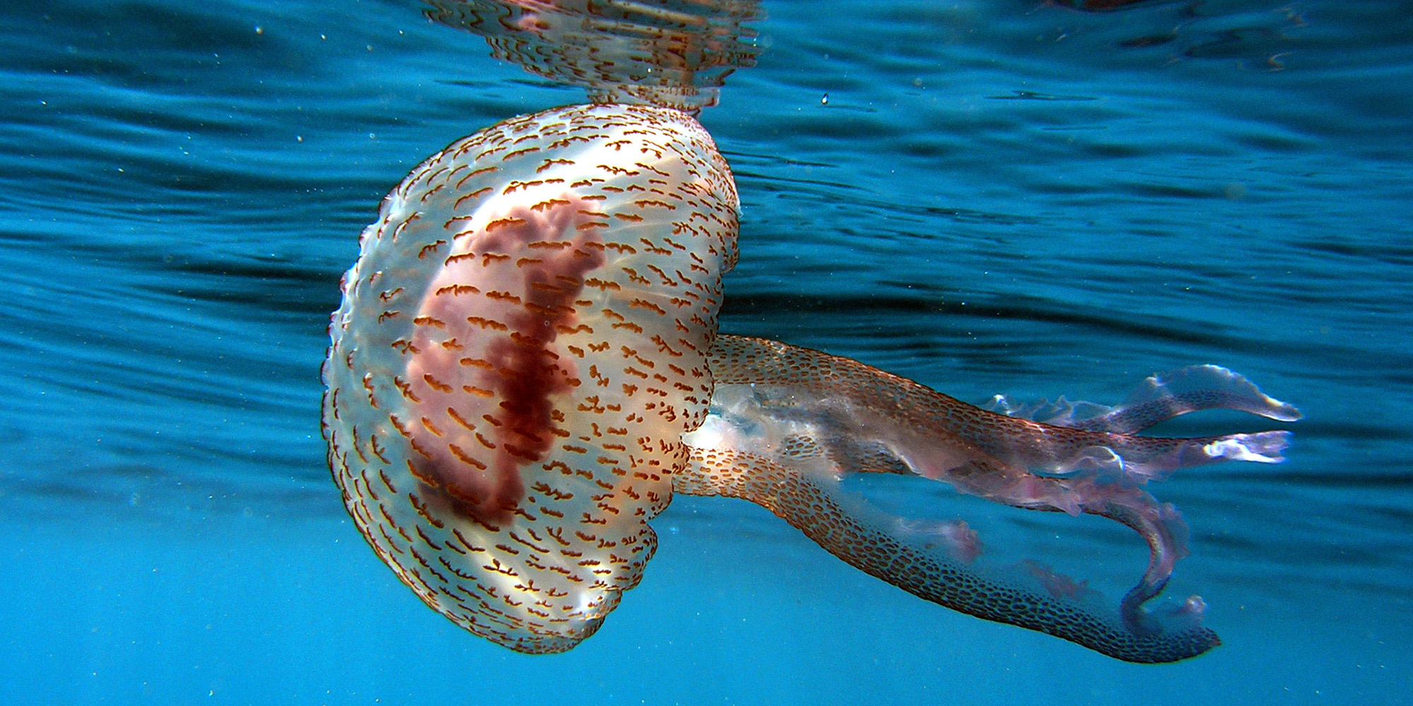 Quand les méduses livrent leurs secrets